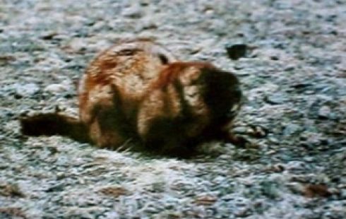 Өвлийн хүйтэнд тарвага ичээнээсээ гарчээ